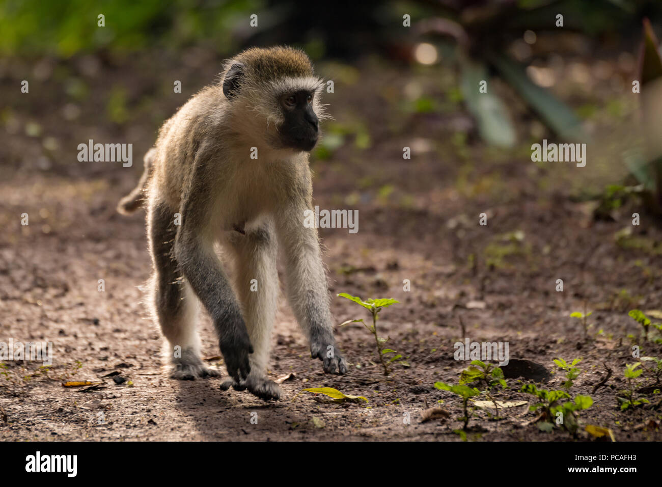 Vervet monkey crouching on ground looking right Stock Photo - Alamy