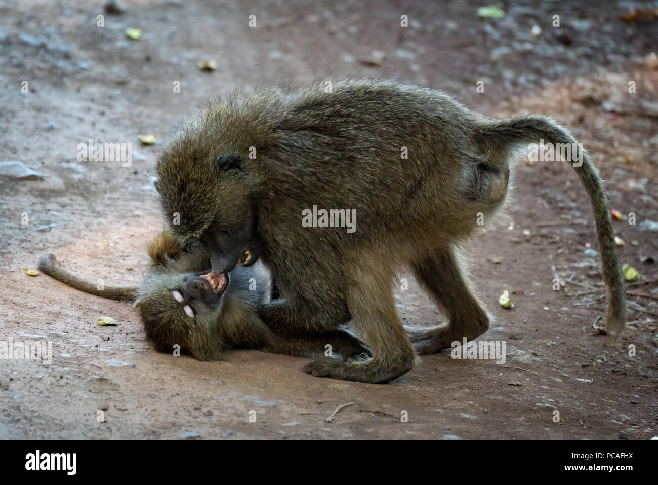 Two baby olive baboons fight on track Stock Photo - Alamy