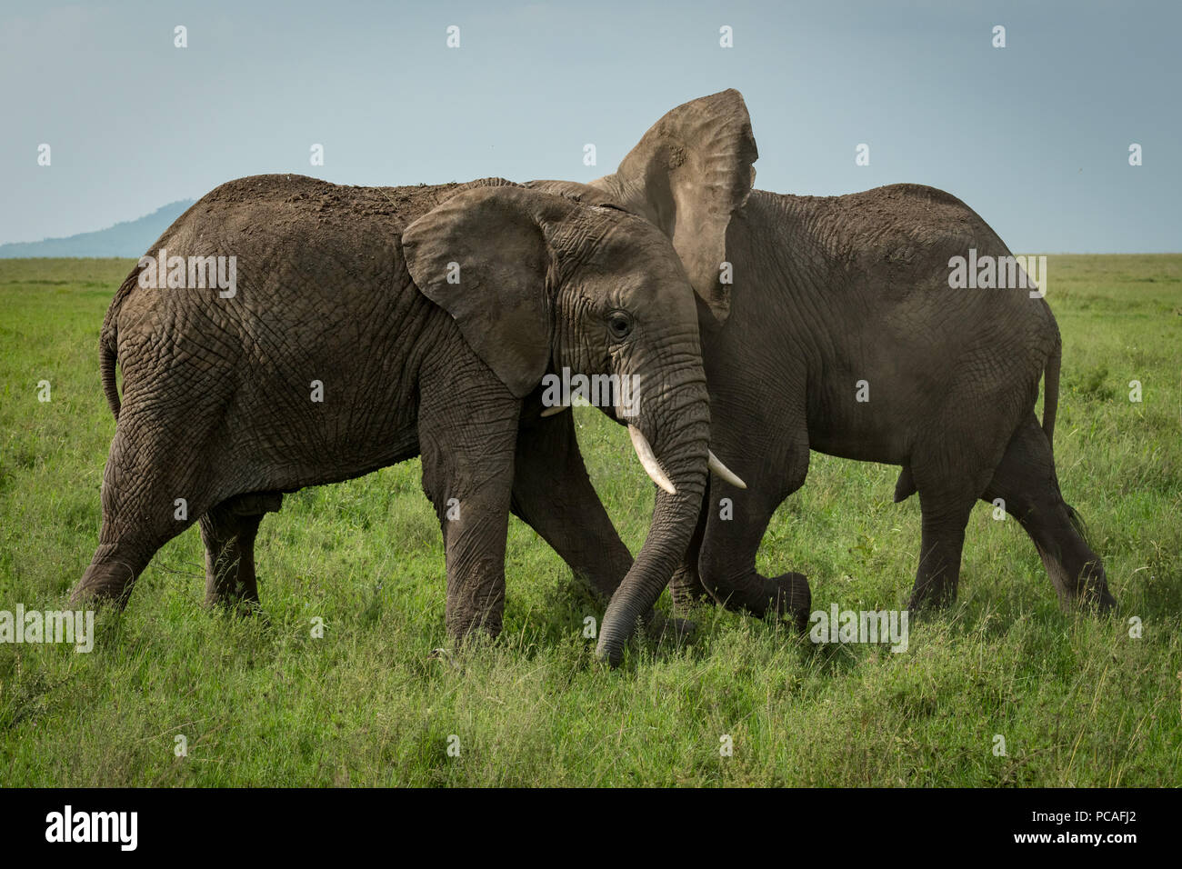 Two African elephants fighting on grassy meadow Stock Photo - Alamy