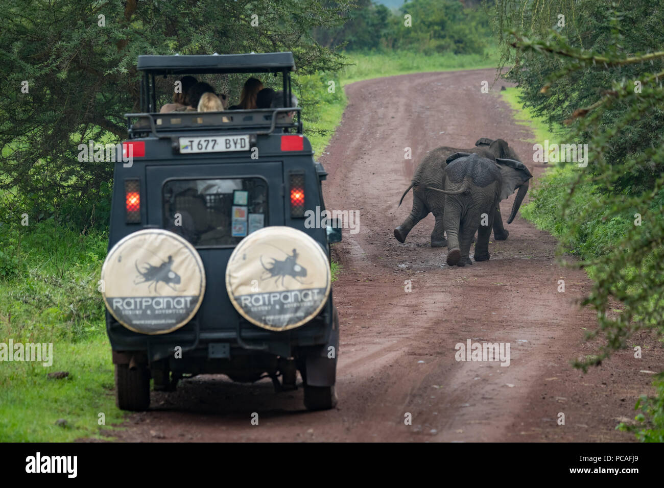 Two African elephant in front of jeep Stock Photo - Alamy