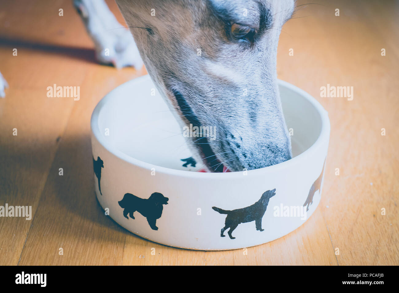 Whippet dog hi-res stock photography and images - Alamy