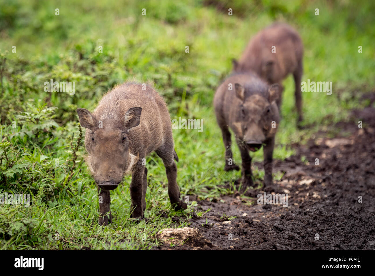 Three young warthog following track in line Stock Photo - Alamy