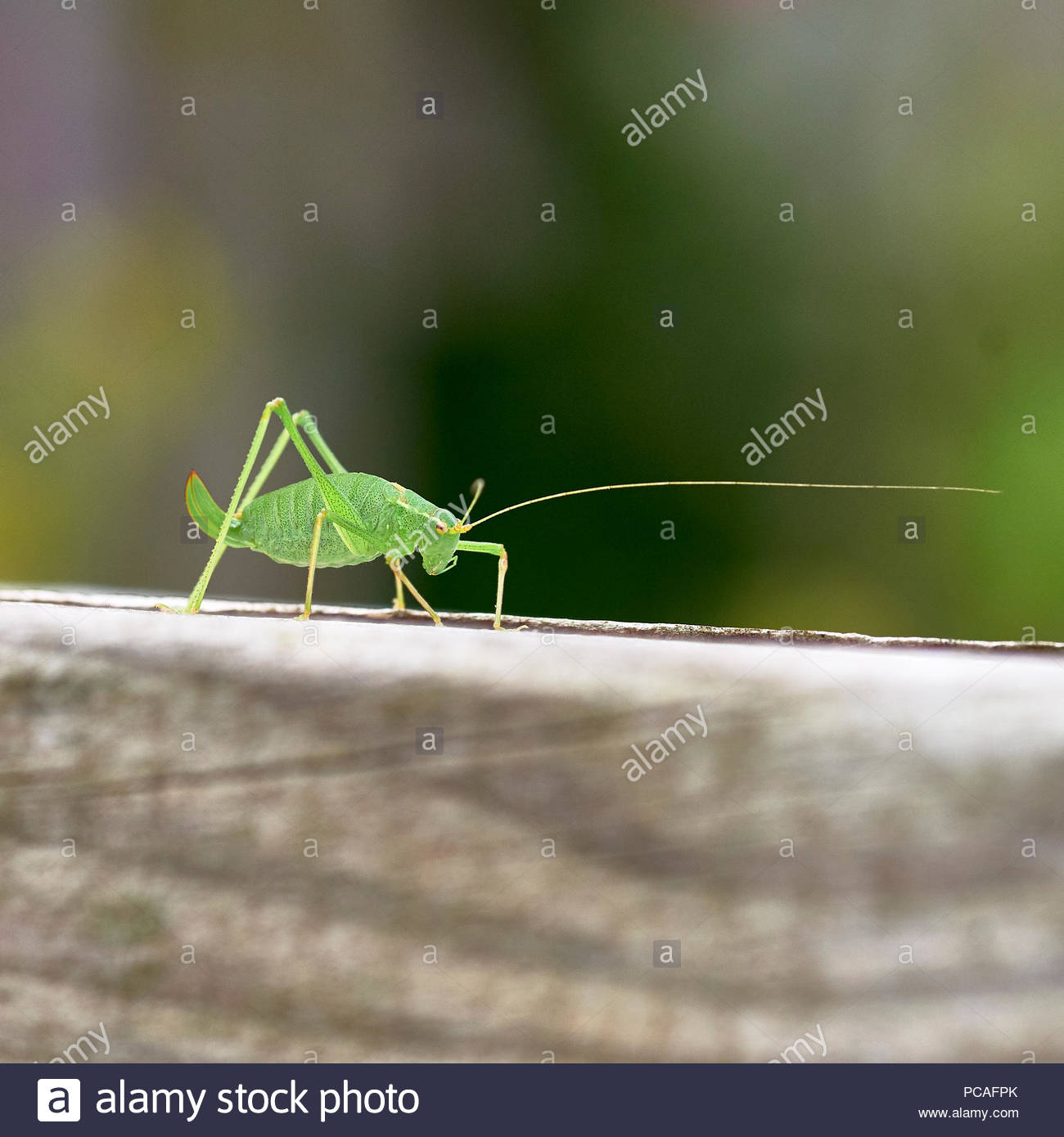 Speckled Bush Cricket Uk High Resolution Stock Photography and Images ...
