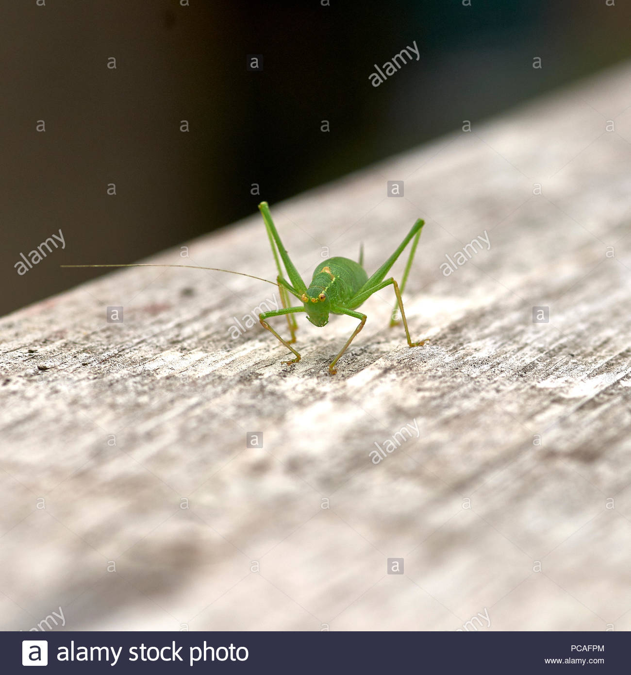 Speckled Bush Cricket Uk High Resolution Stock Photography and Images ...