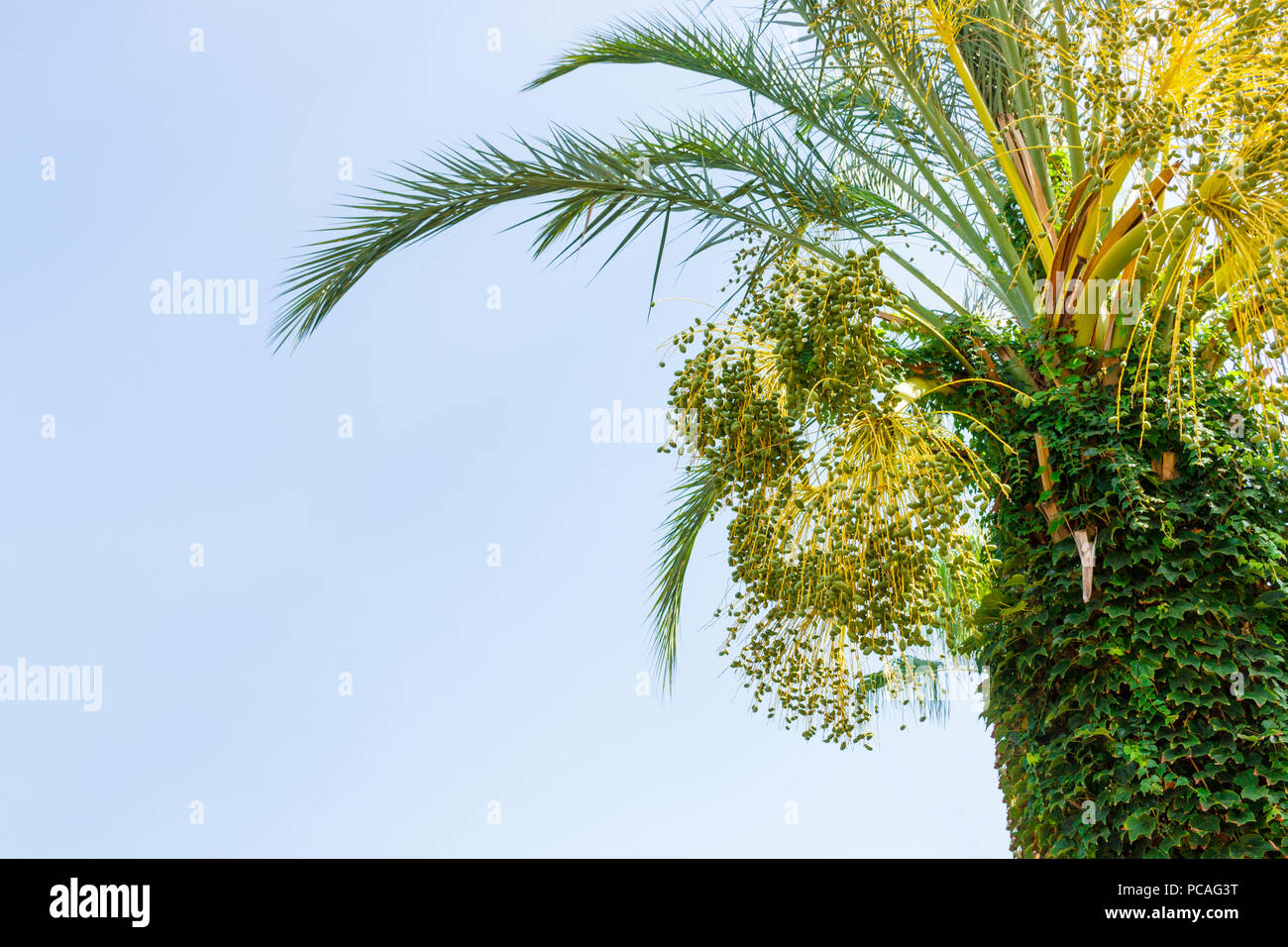 Judean date palm hi-res stock photography and images - Alamy