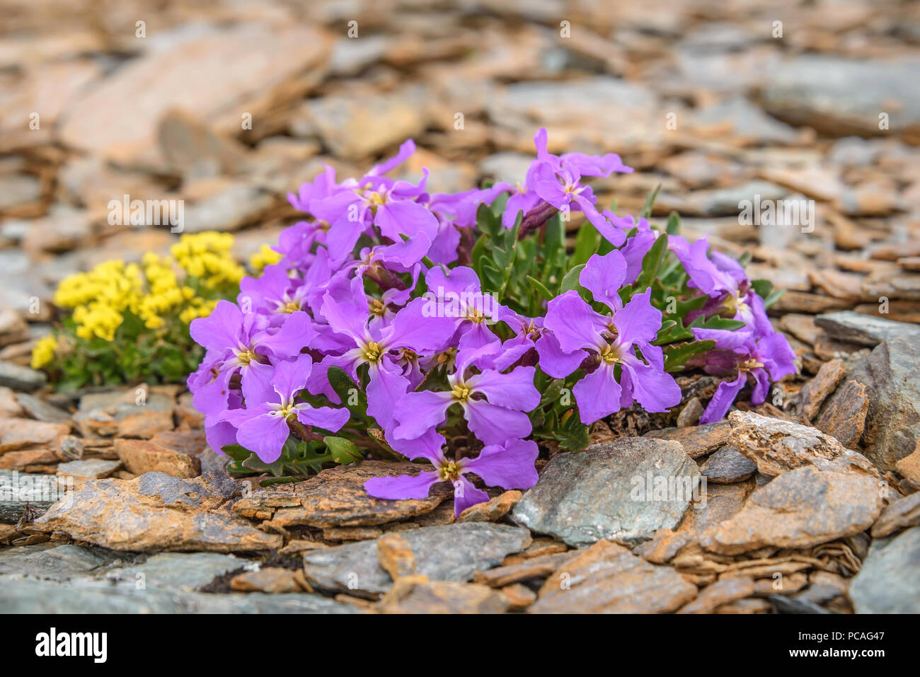 Beautiful delicate lilac flowers (Chorispora bungeana) growing on rocks ...