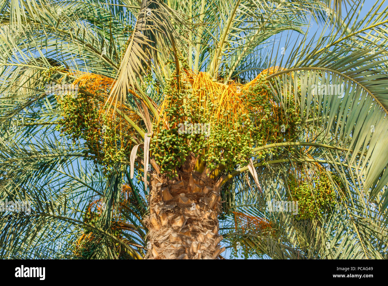Date palm pollen hi-res stock photography and images - Alamy