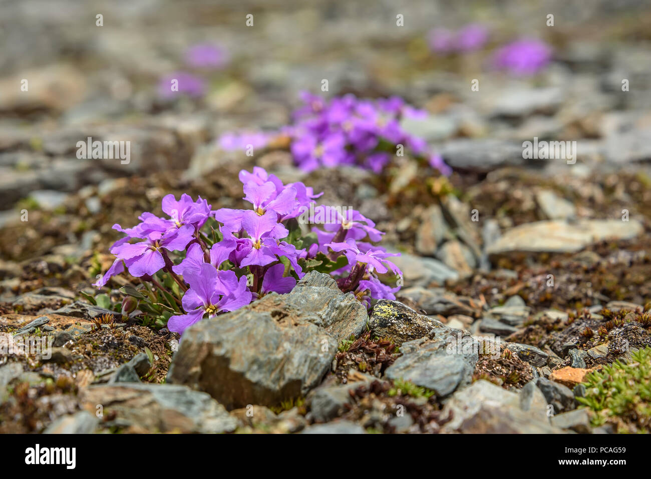Beautiful delicate lilac flowers (Chorispora bungeana) growing on rocks ...