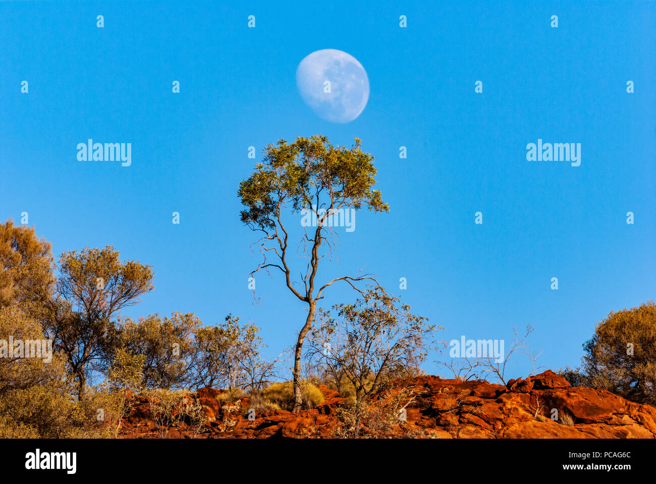 Palm Valley, Finke Gorge National Park in Northern Territory, Australia ...