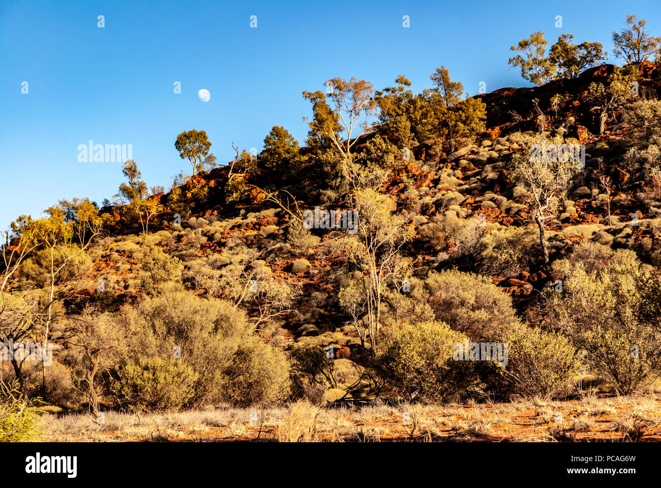 Palm Valley, Finke Gorge National Park in Northern Territory, Australia ...