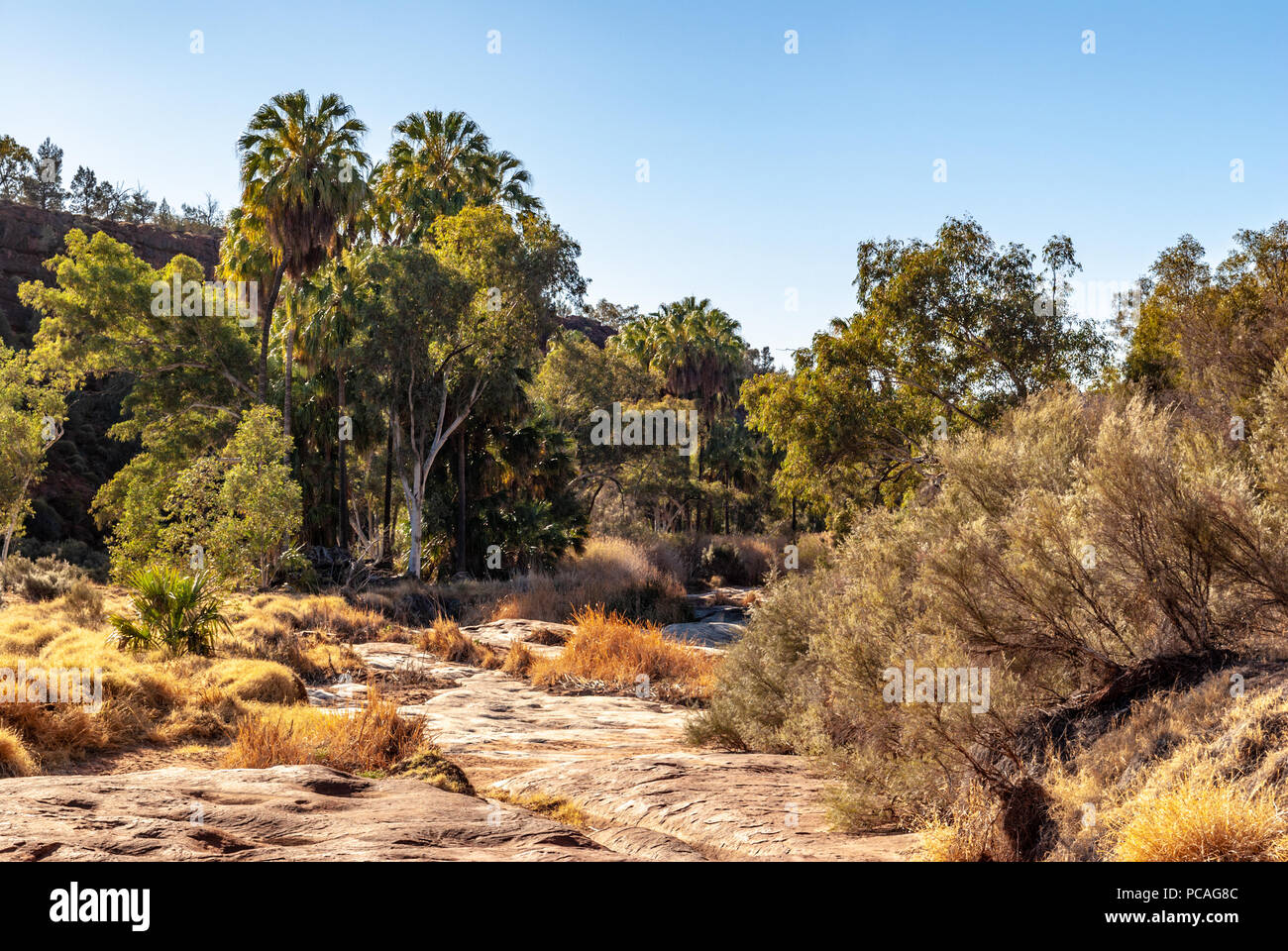 Palm Valley, Finke Gorge National Park in Northern Territory, Australia ...