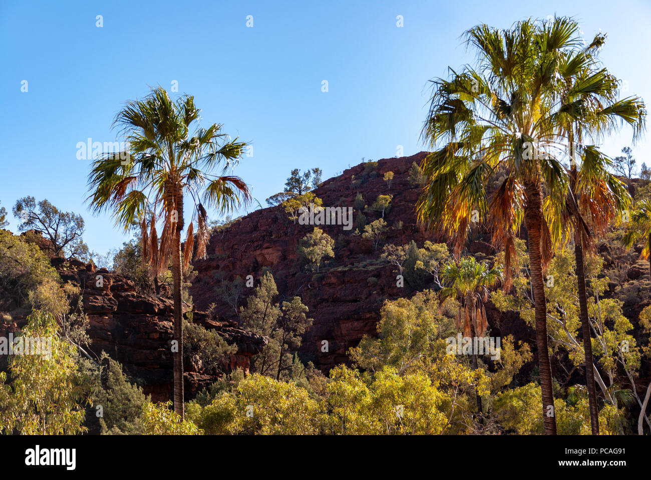 Palm Valley, Finke Gorge National Park in Northern Territory, Australia ...