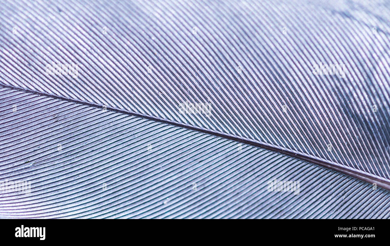 Feather structure hi-res stock photography and images - Alamy