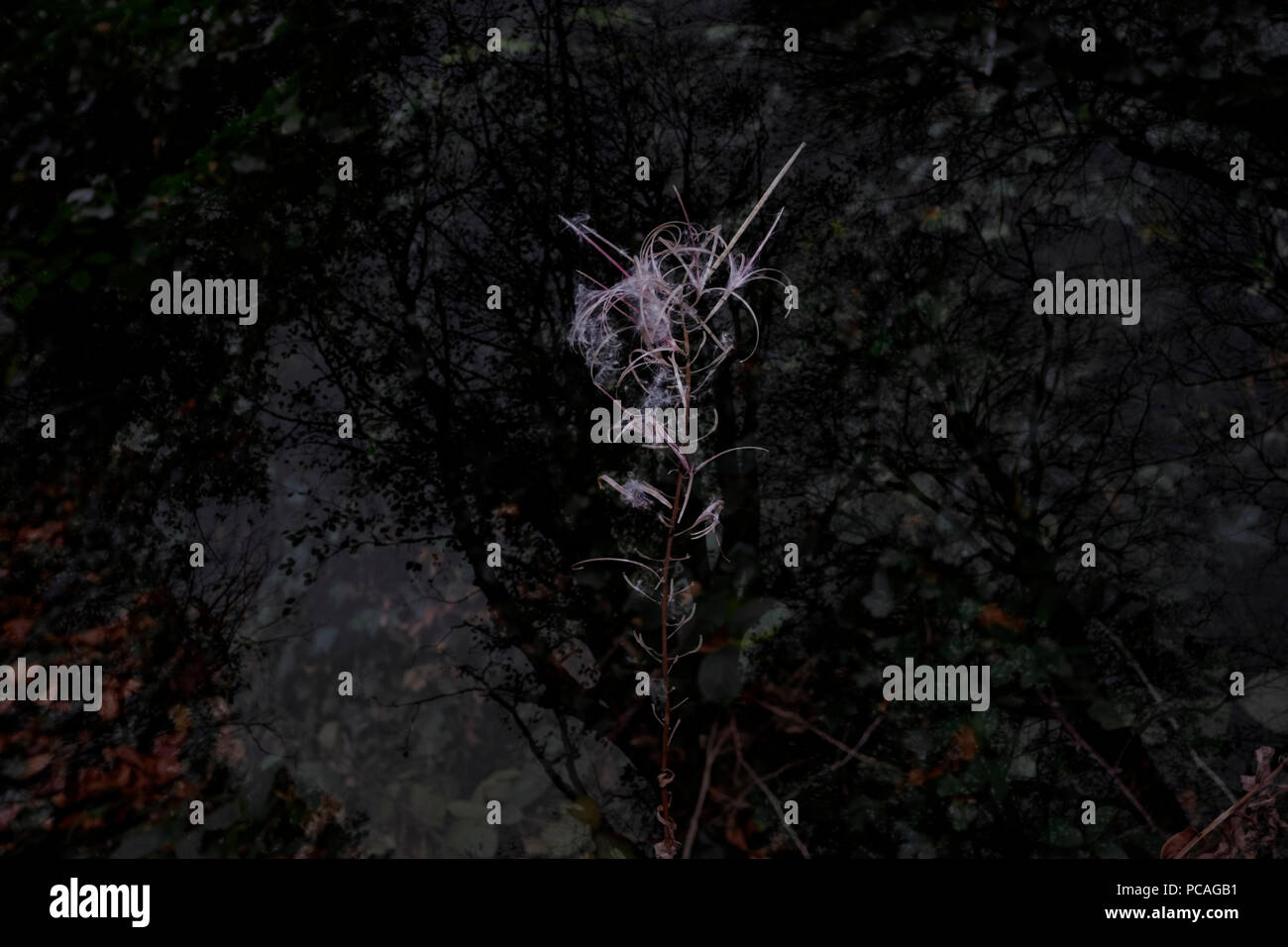 Environmental abstract nature landscapes from Glasgow, Scotland Stock ...