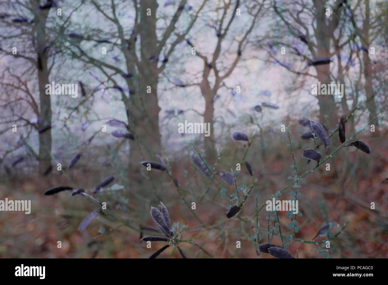 Environmental abstract nature landscapes from Glasgow, Scotland Stock ...