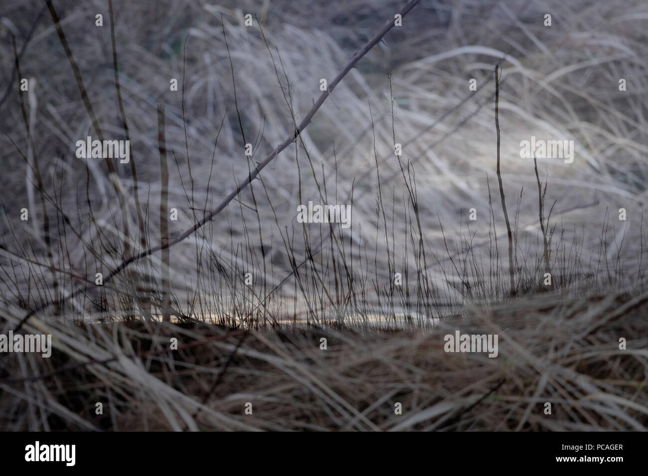 Environmental abstract nature landscapes from Glasgow, Scotland Stock ...