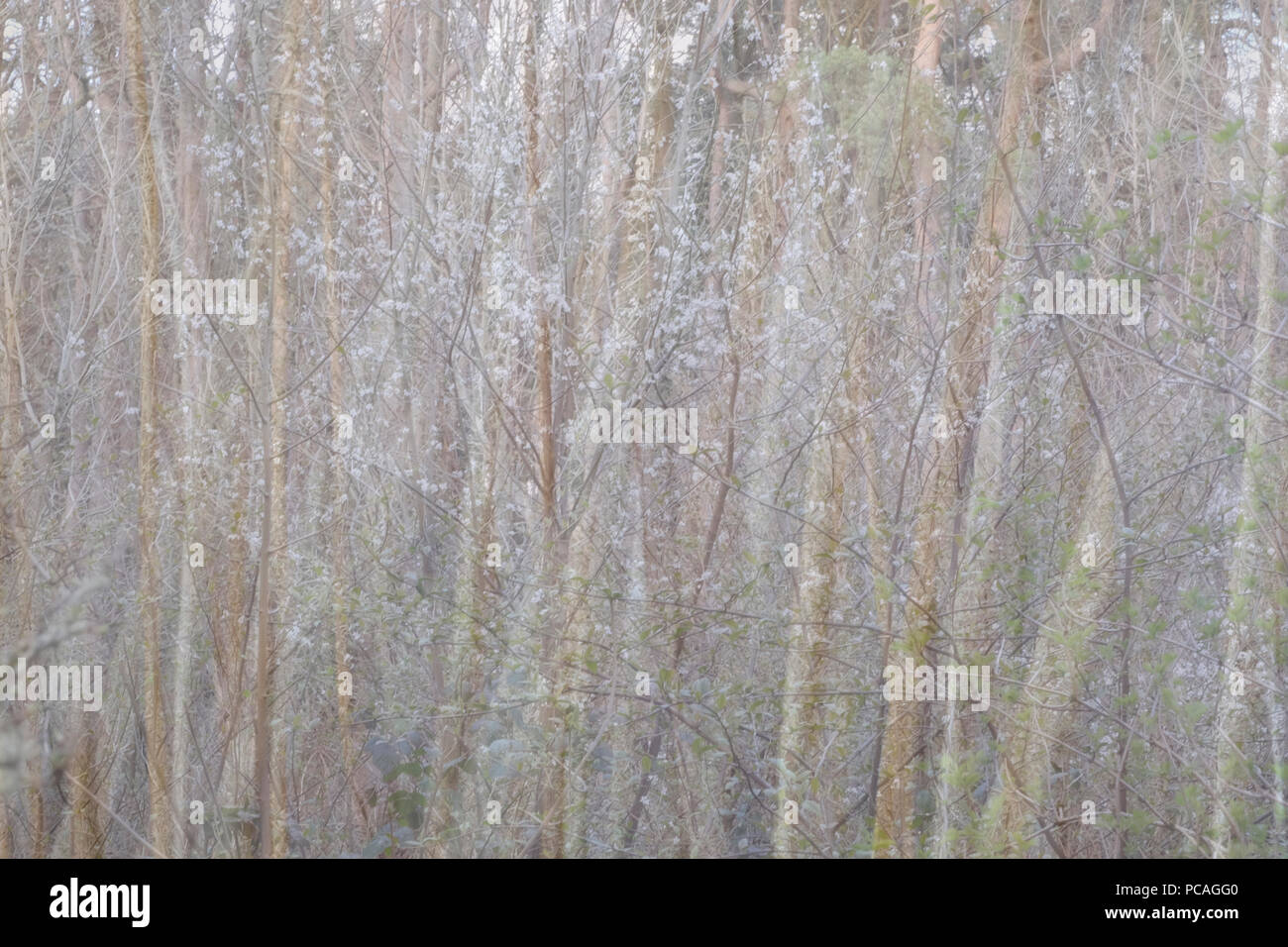 Environmental abstract nature landscapes from Glasgow, Scotland Stock ...