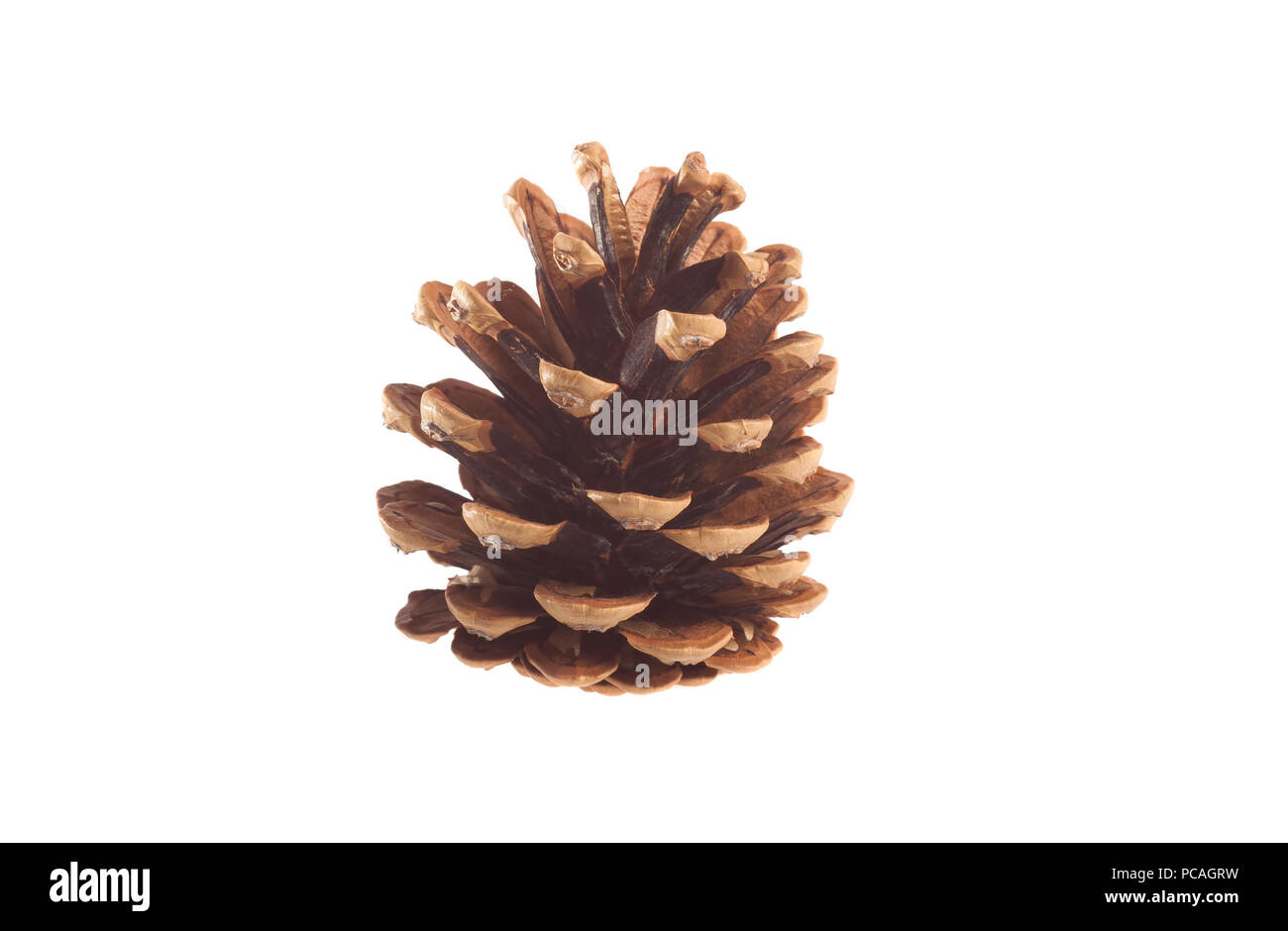 Cedar pine tree forest Cut Out Stock Images & Pictures - Alamy