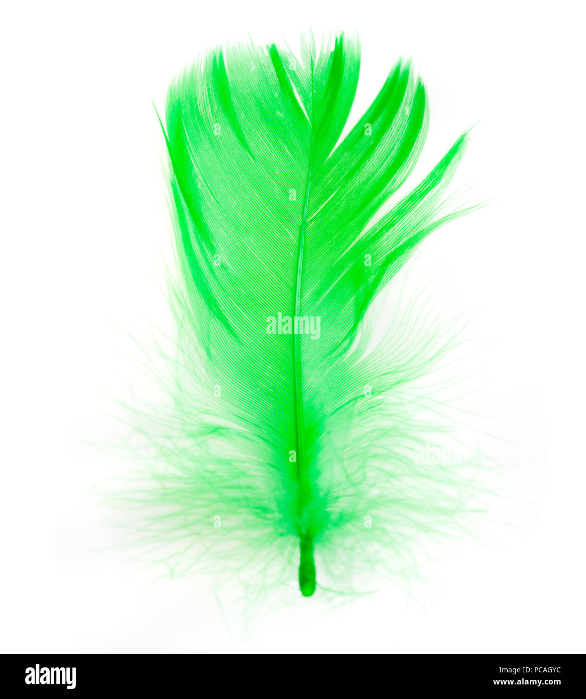 White and green plumage Cut Out Stock Images & Pictures - Alamy
