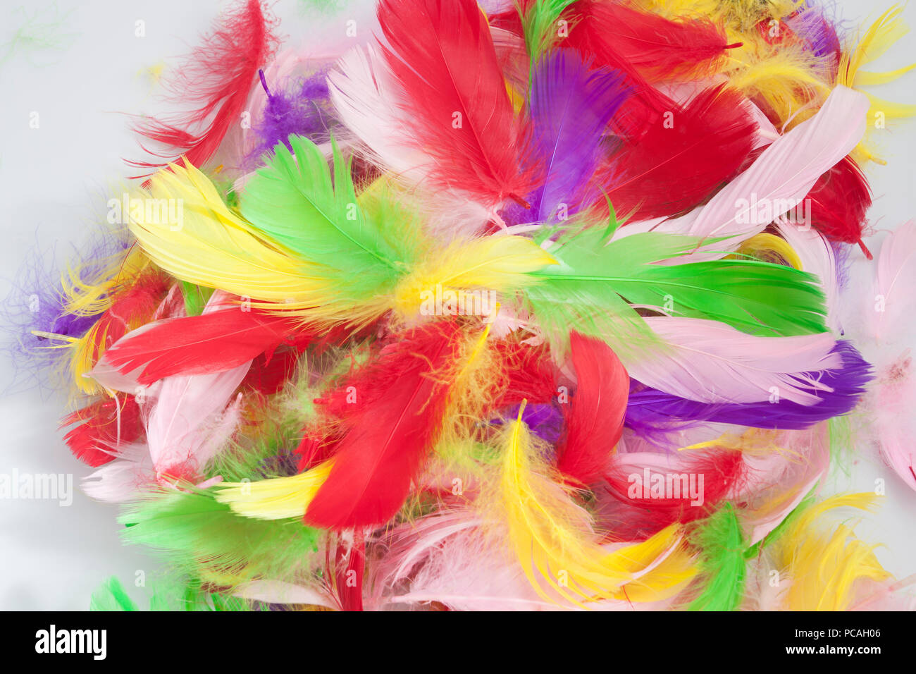 Colorful bird feathers hi-res stock photography and images - Alamy