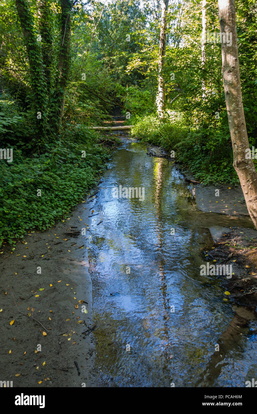 A small stream reflects surrounding foliage in the Pacific Northwest ...