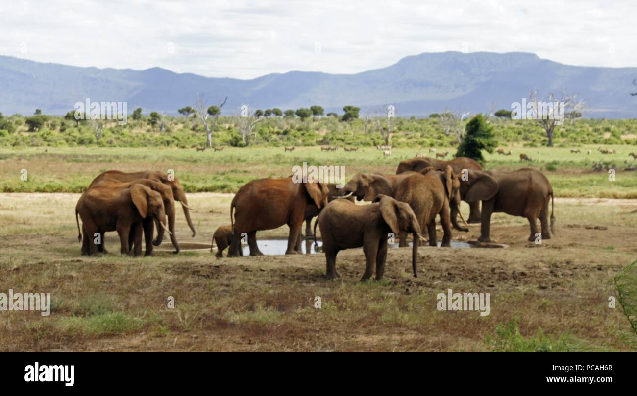 wild living elephants in a kenyan national park Stock Photo - Alamy