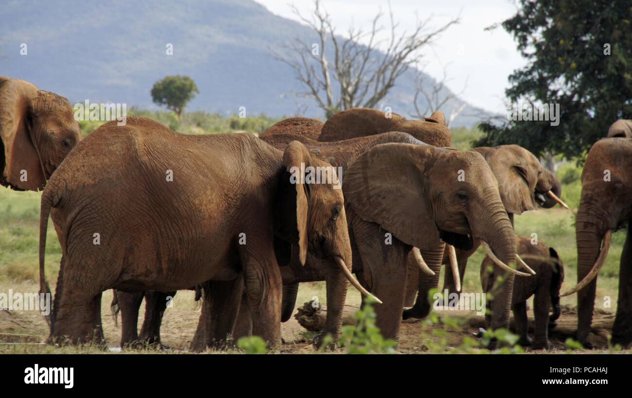 wild living elephants in a kenyan national park Stock Photo - Alamy