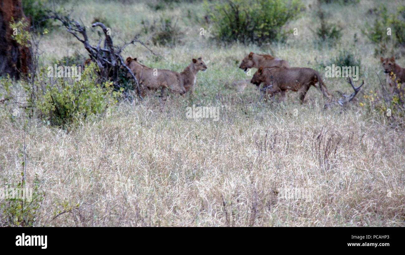 wild living lion in the savanna of kenyan national park Stock Photo - Alamy
