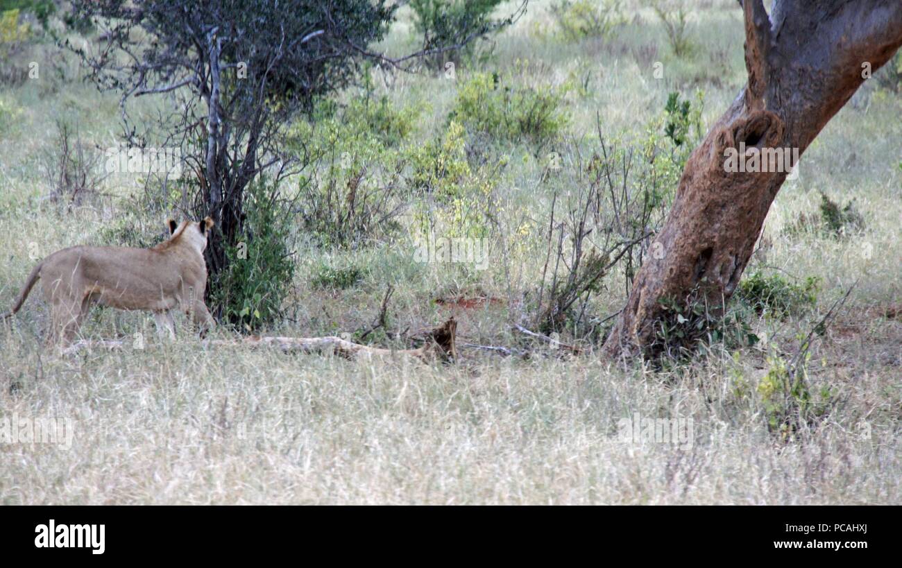 wild living lion in the savanna of kenyan national park Stock Photo - Alamy