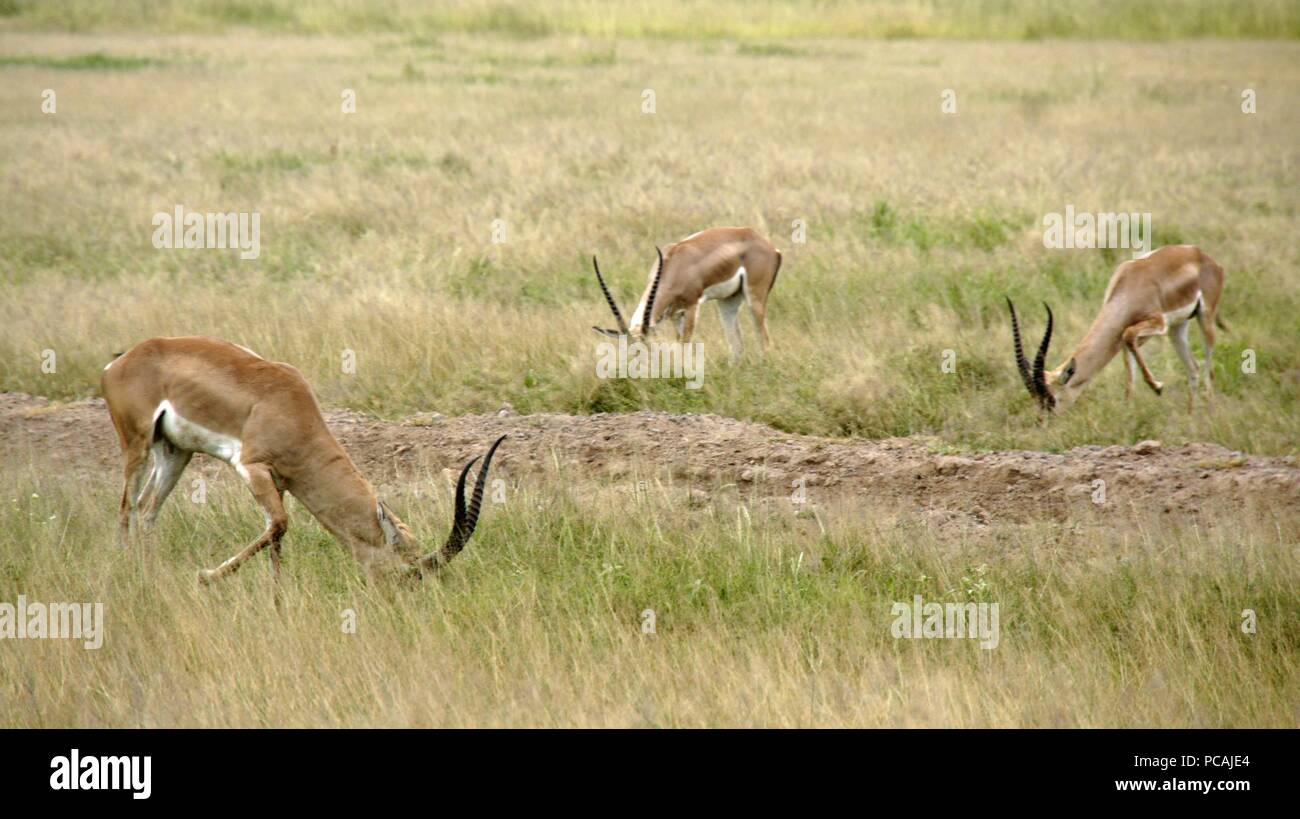 wild living gazelle in the savanna of kenya Stock Photo - Alamy