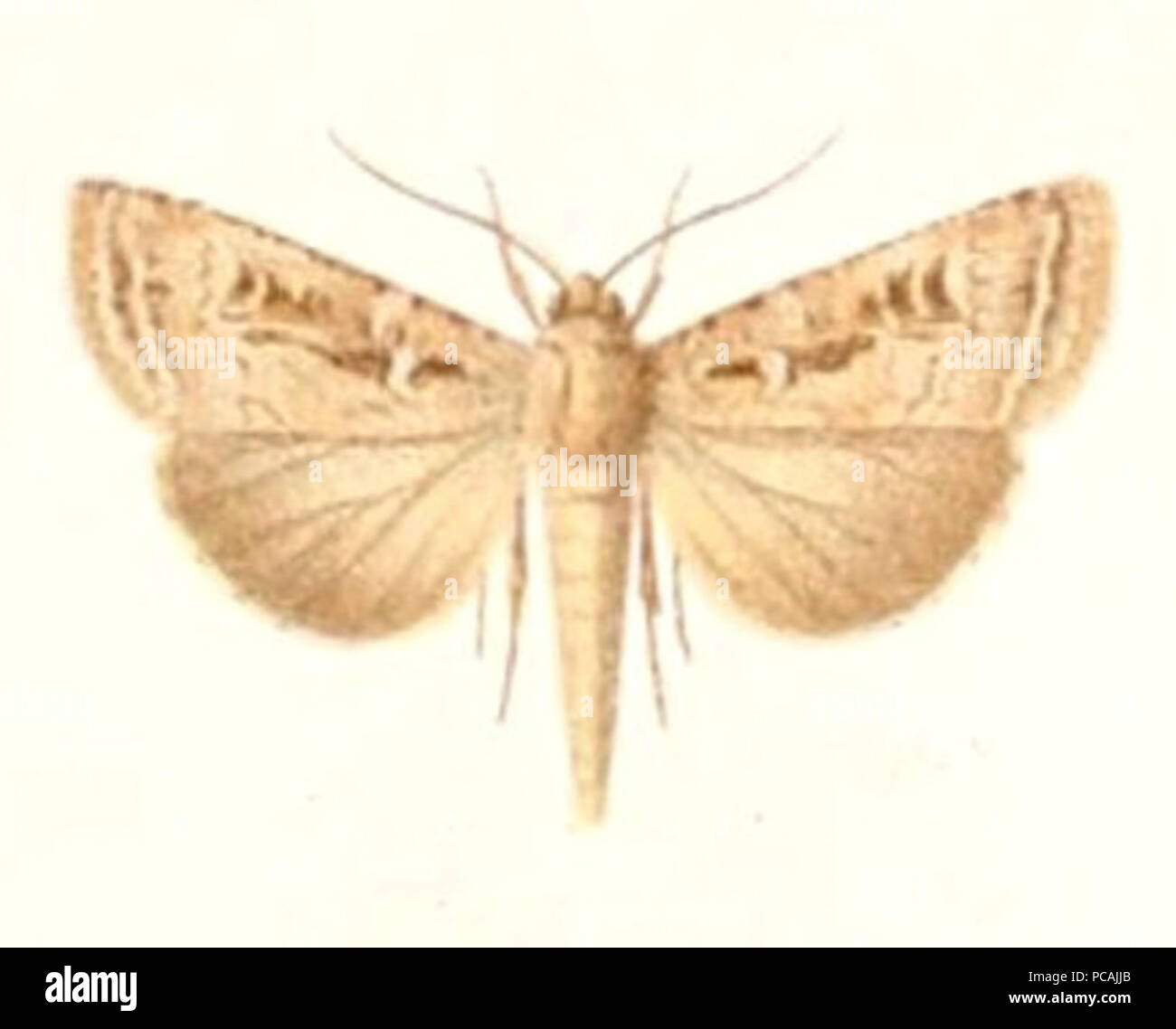 Agrotis laysanensis hi-res stock photography and images - Alamy