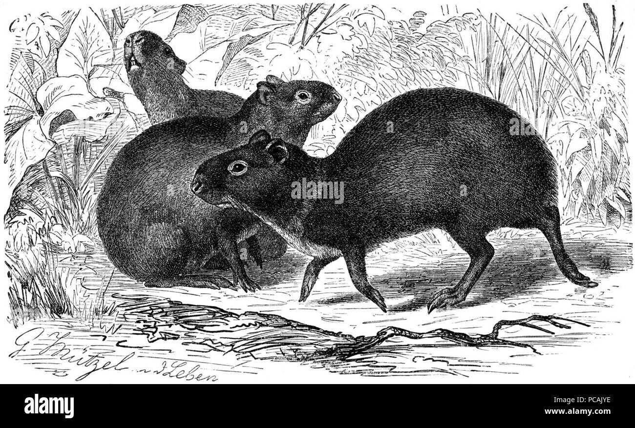 Aguti hi-res stock photography and images - Alamy