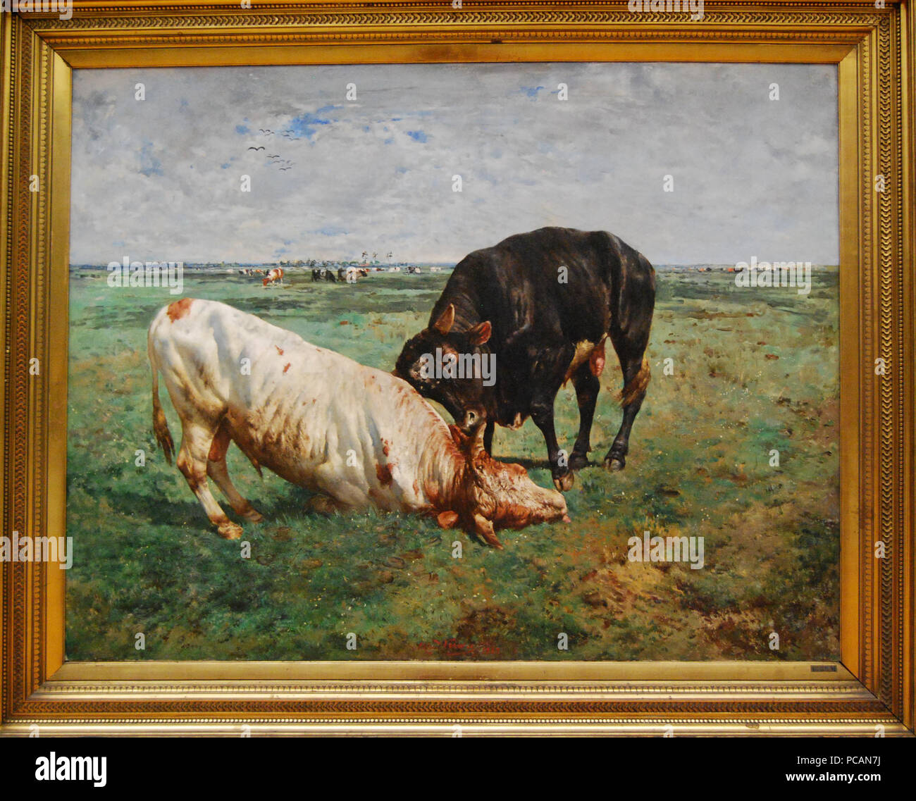 629 Verwee - Gevecht tussen twee jonge stieren Stock Photo - Alamy