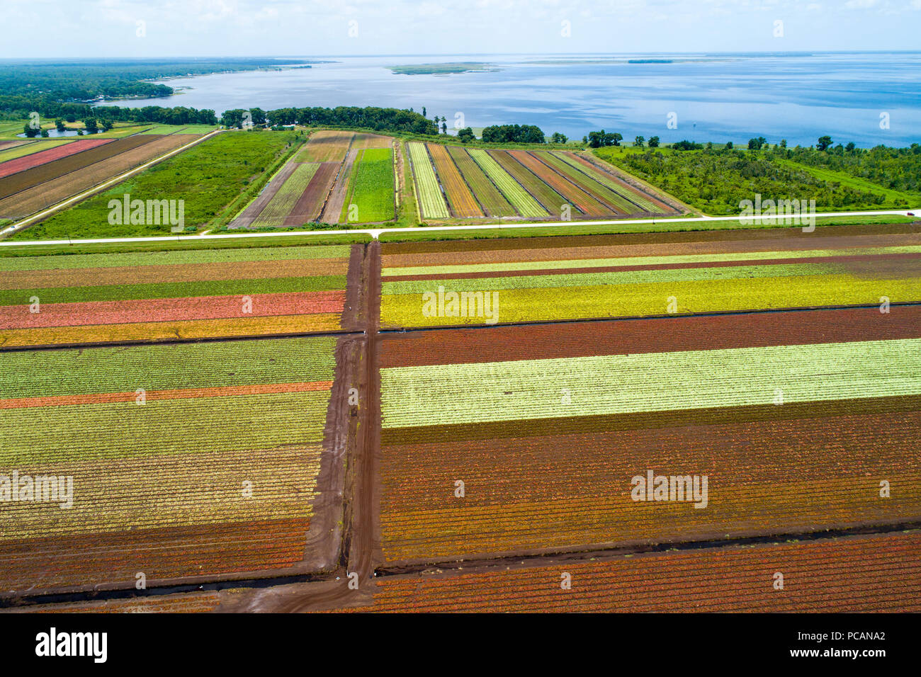 Caladium fields hi-res stock photography and images - Alamy