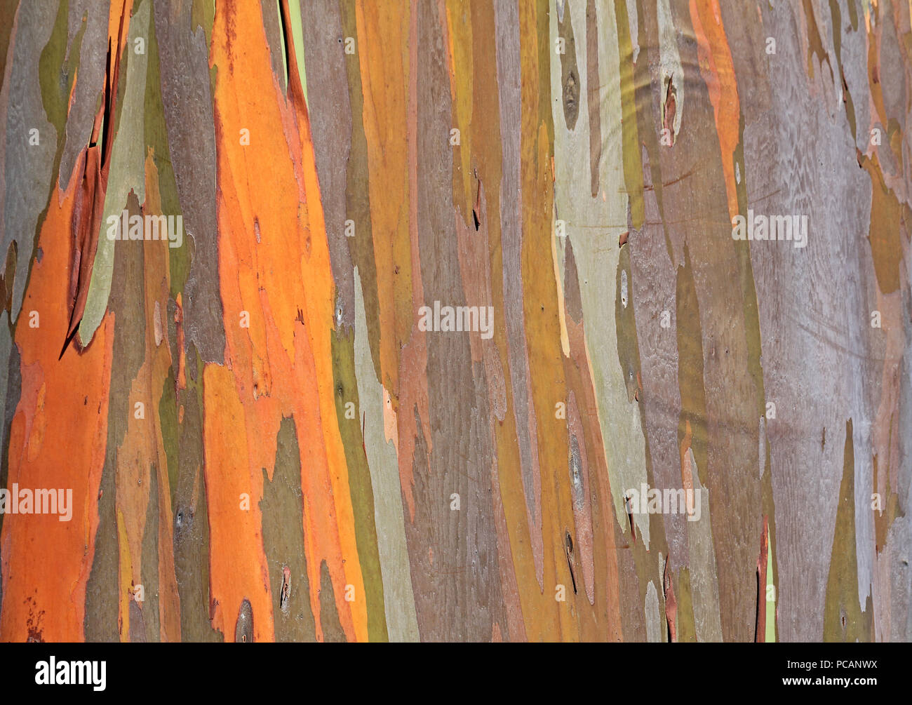 Colorful texture of eucalyptus - Hawaii Stock Photo - Alamy