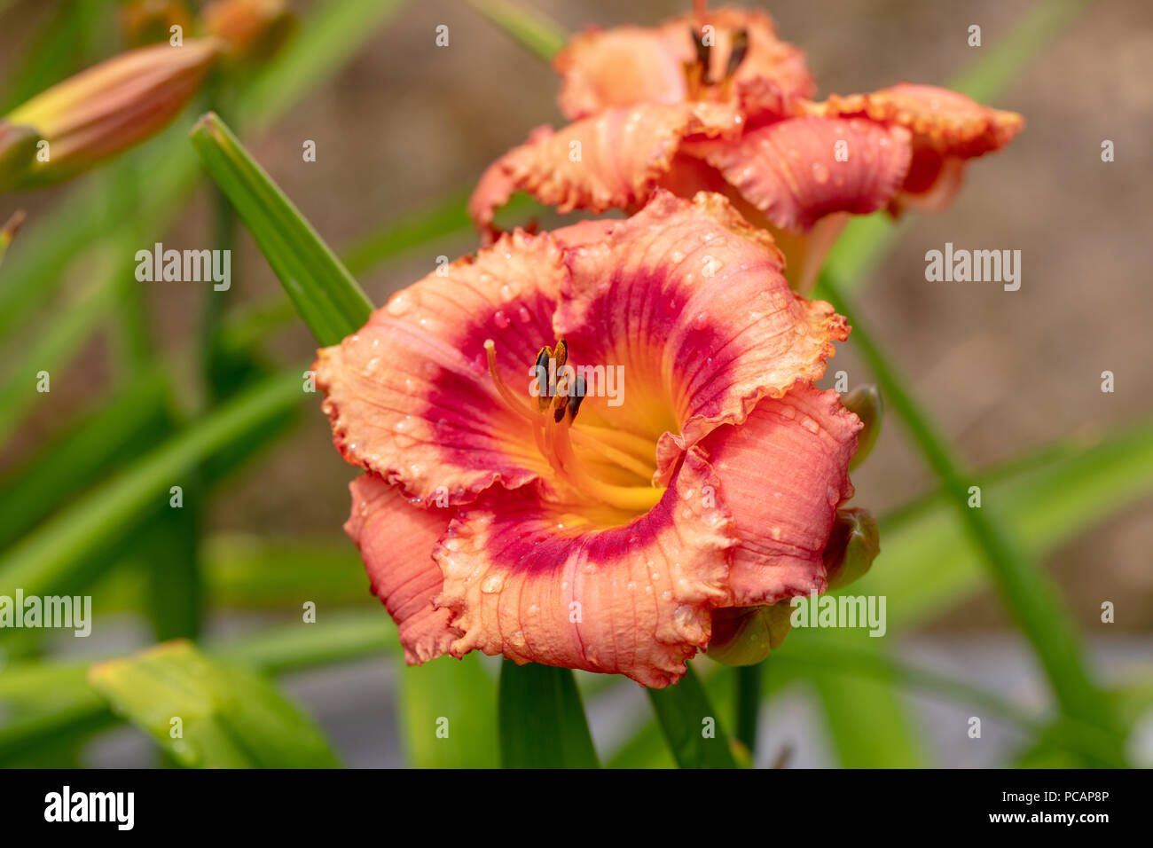'Strawberry Candy' Daylily, Daglilja (Hemerocallis Stock Photo - Alamy