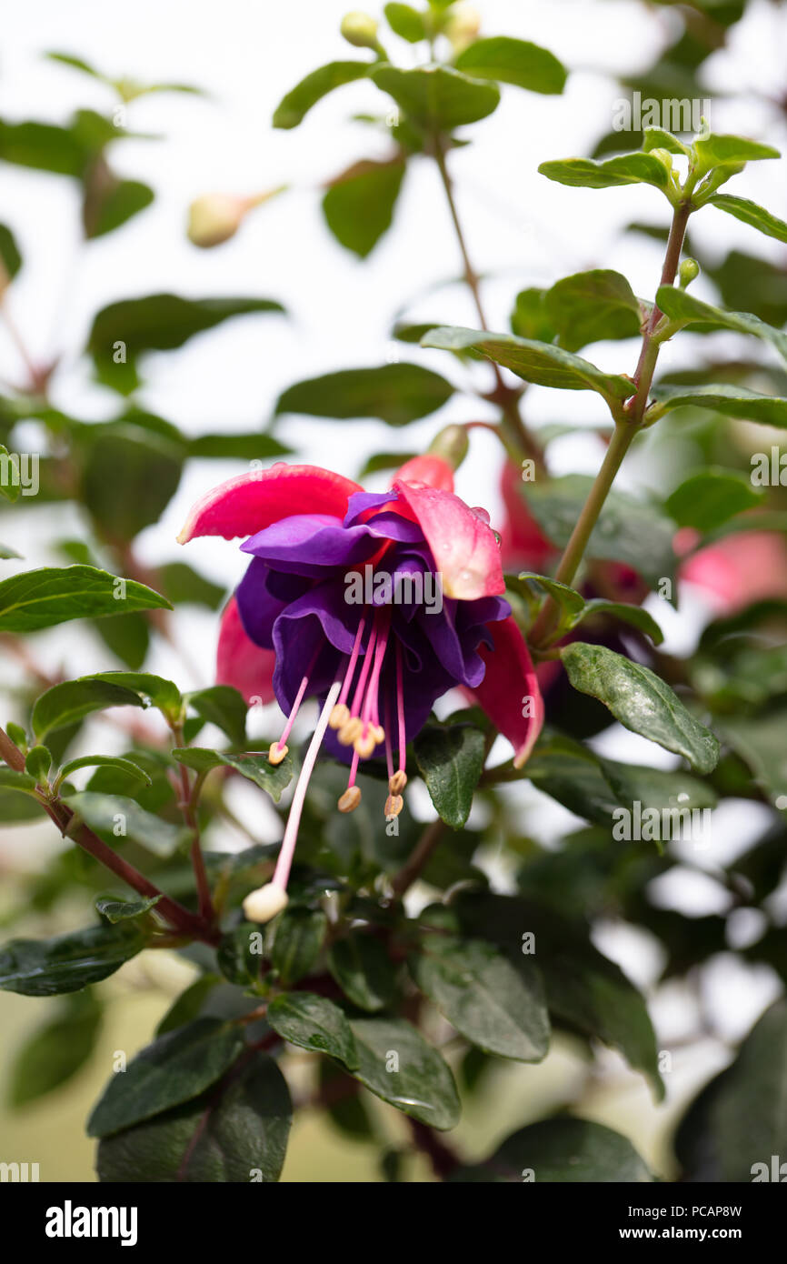 'Ringwood Market' Fuchsia, Fuchsia (Fuchsia hybrida Stock Photo - Alamy