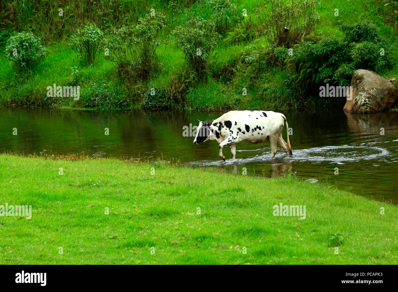 Cow crossing stream Stock Photo - Alamy