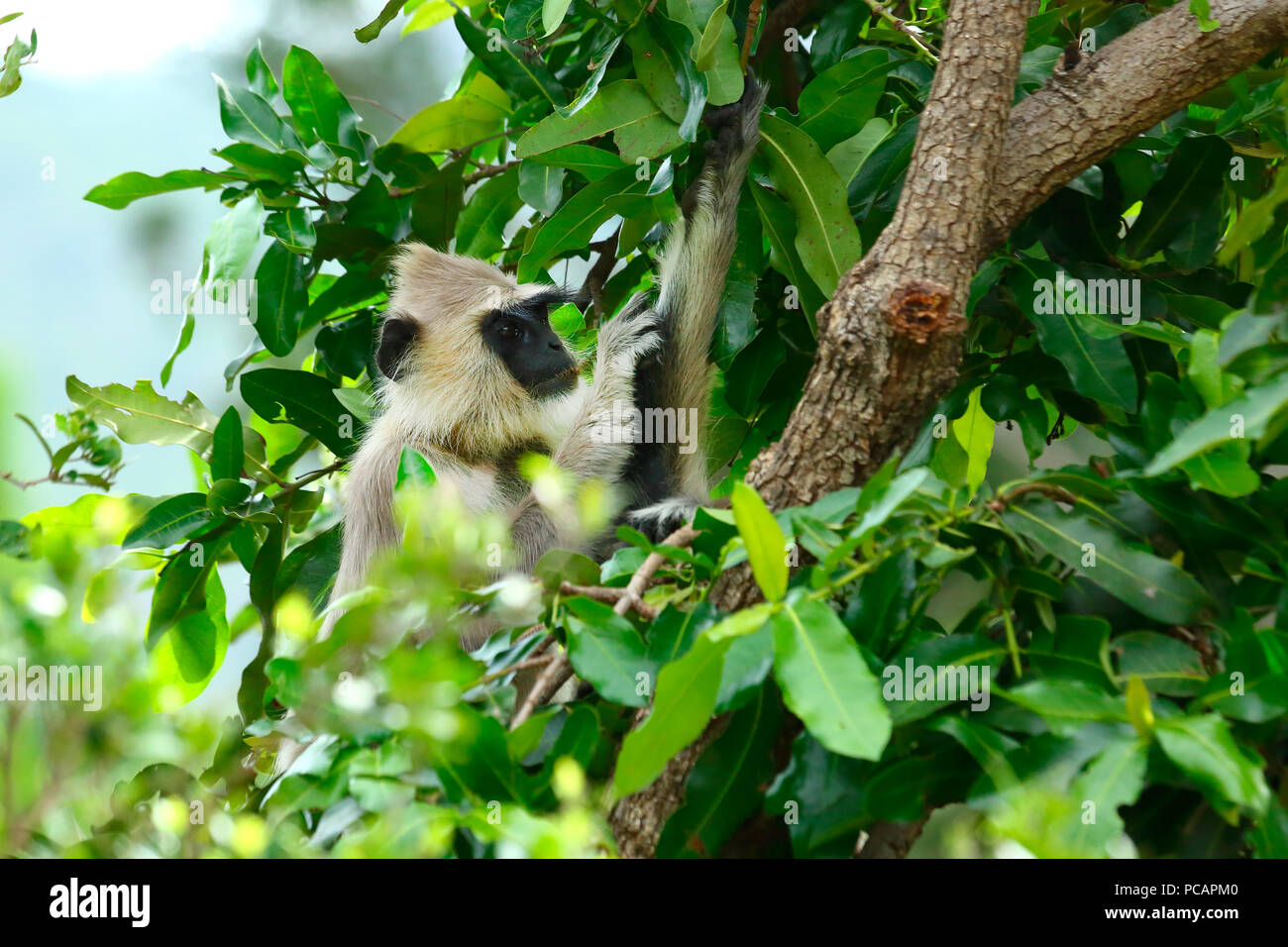 Wild animals in kerala hi-res stock photography and images - Alamy