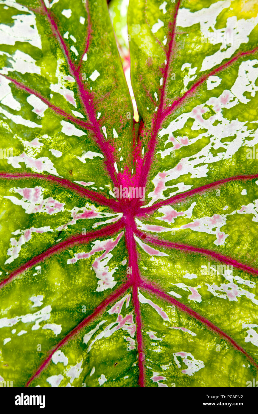 Caladium plant flower hi-res stock photography and images - Alamy