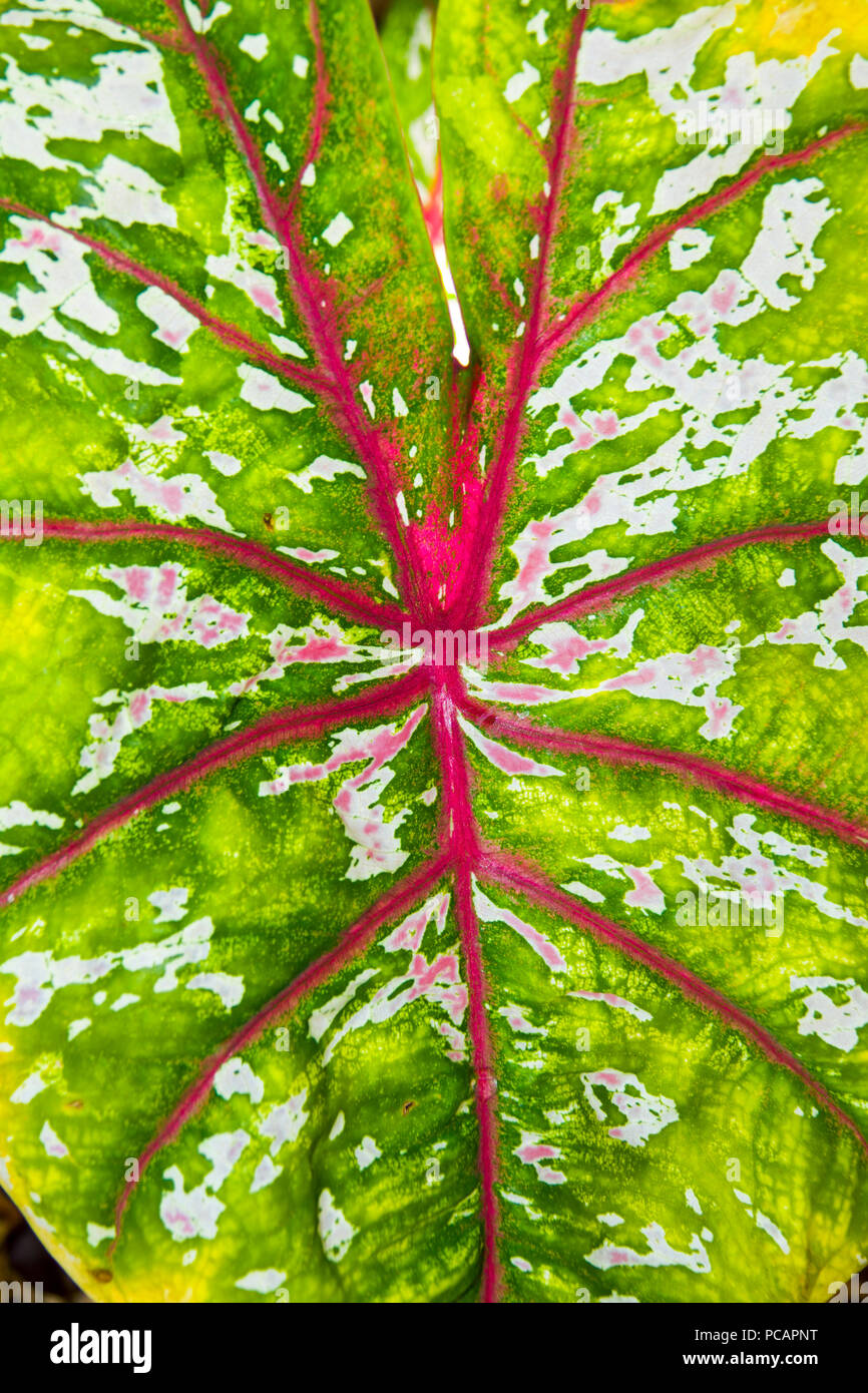 Caladium plant flower hi-res stock photography and images - Alamy