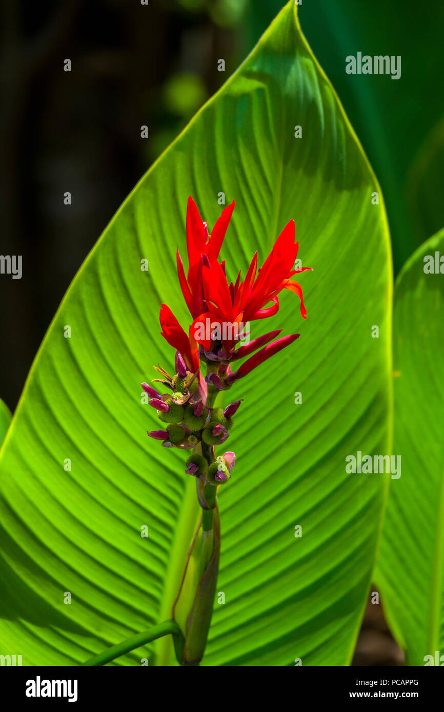 Generic flower hi-res stock photography and images - Alamy