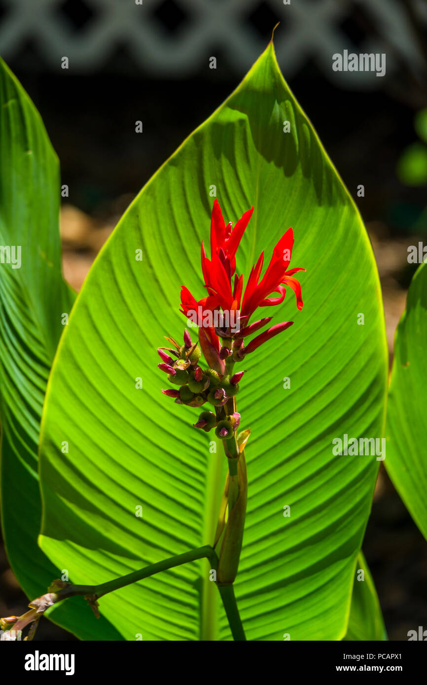 Generic flower hi-res stock photography and images - Alamy