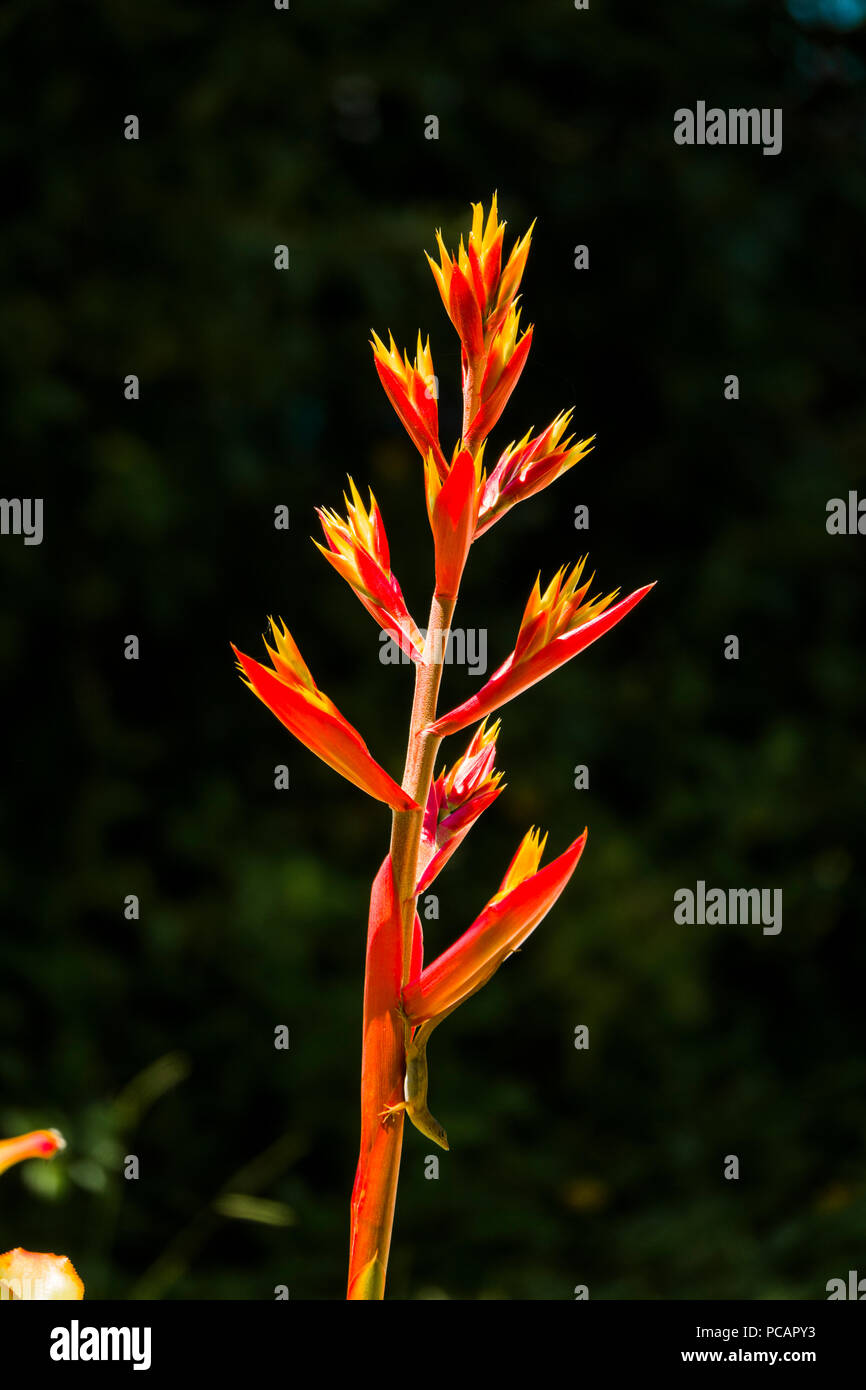 Generic flower hi-res stock photography and images - Alamy