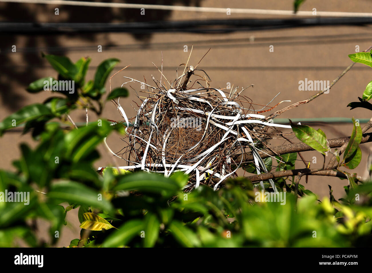 Plastic that birds might nest in hi-res stock photography and images ...