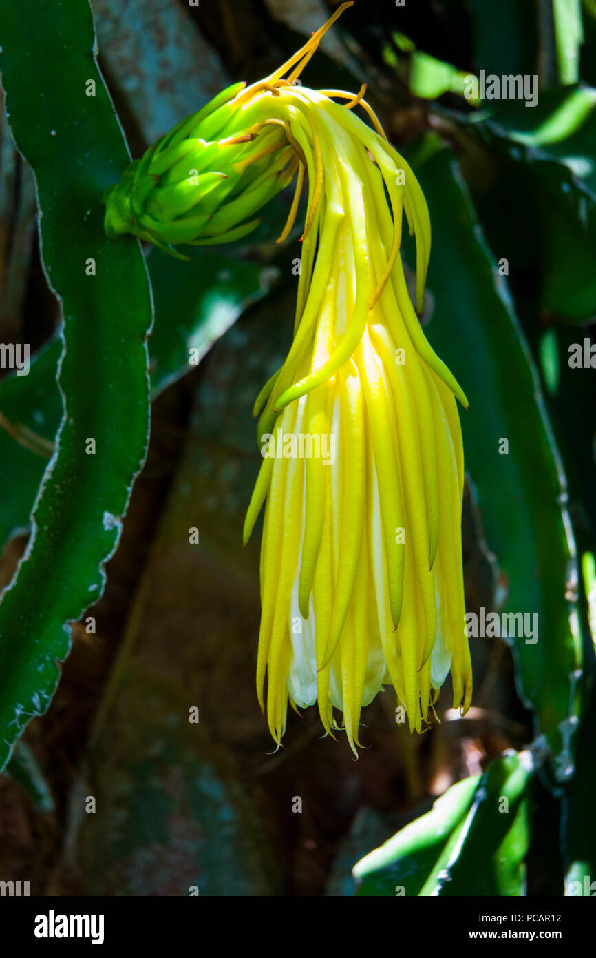 Generic flower hi-res stock photography and images - Alamy