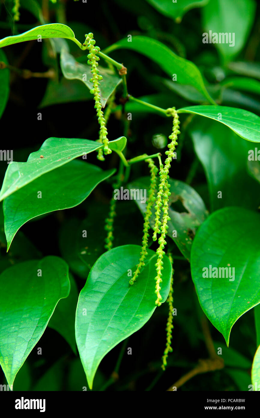 Indian pepper plantation hi-res stock photography and images - Alamy