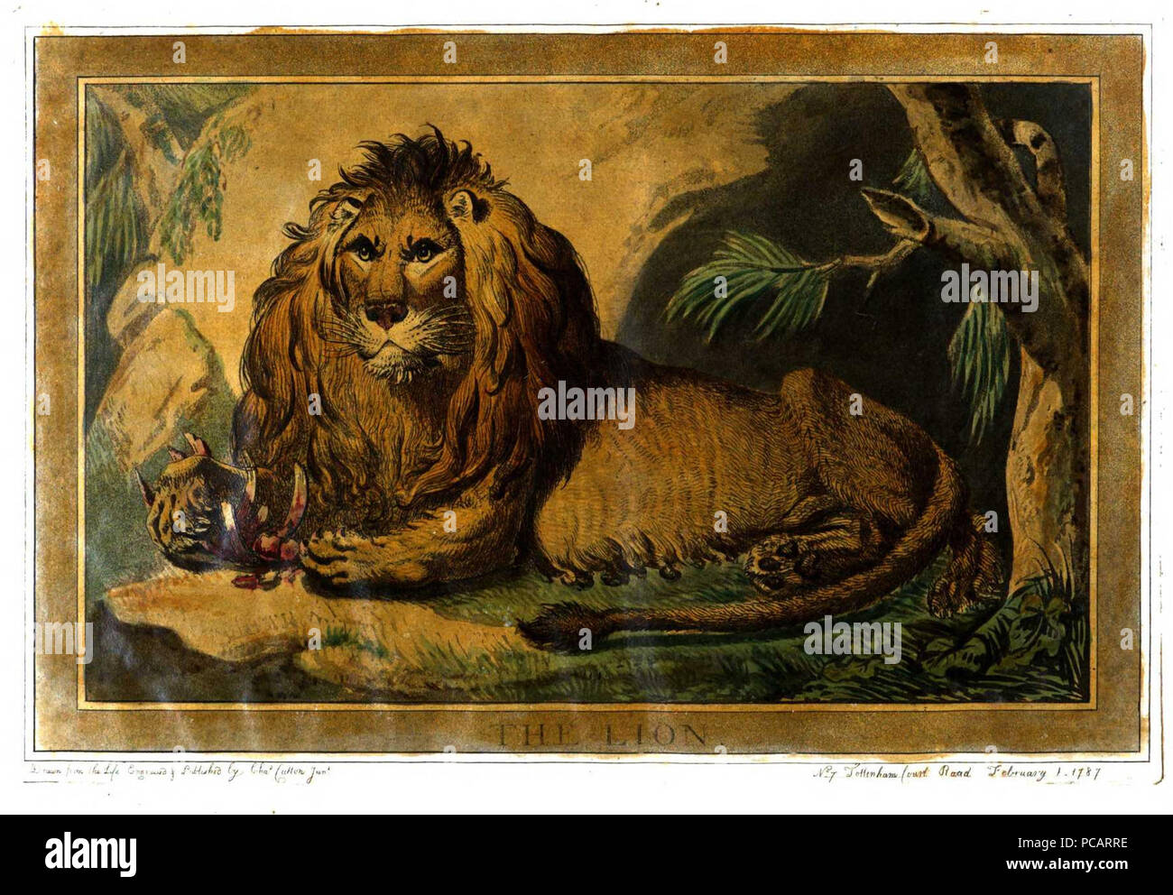 British animals illustrations hi-res stock photography and images - Alamy