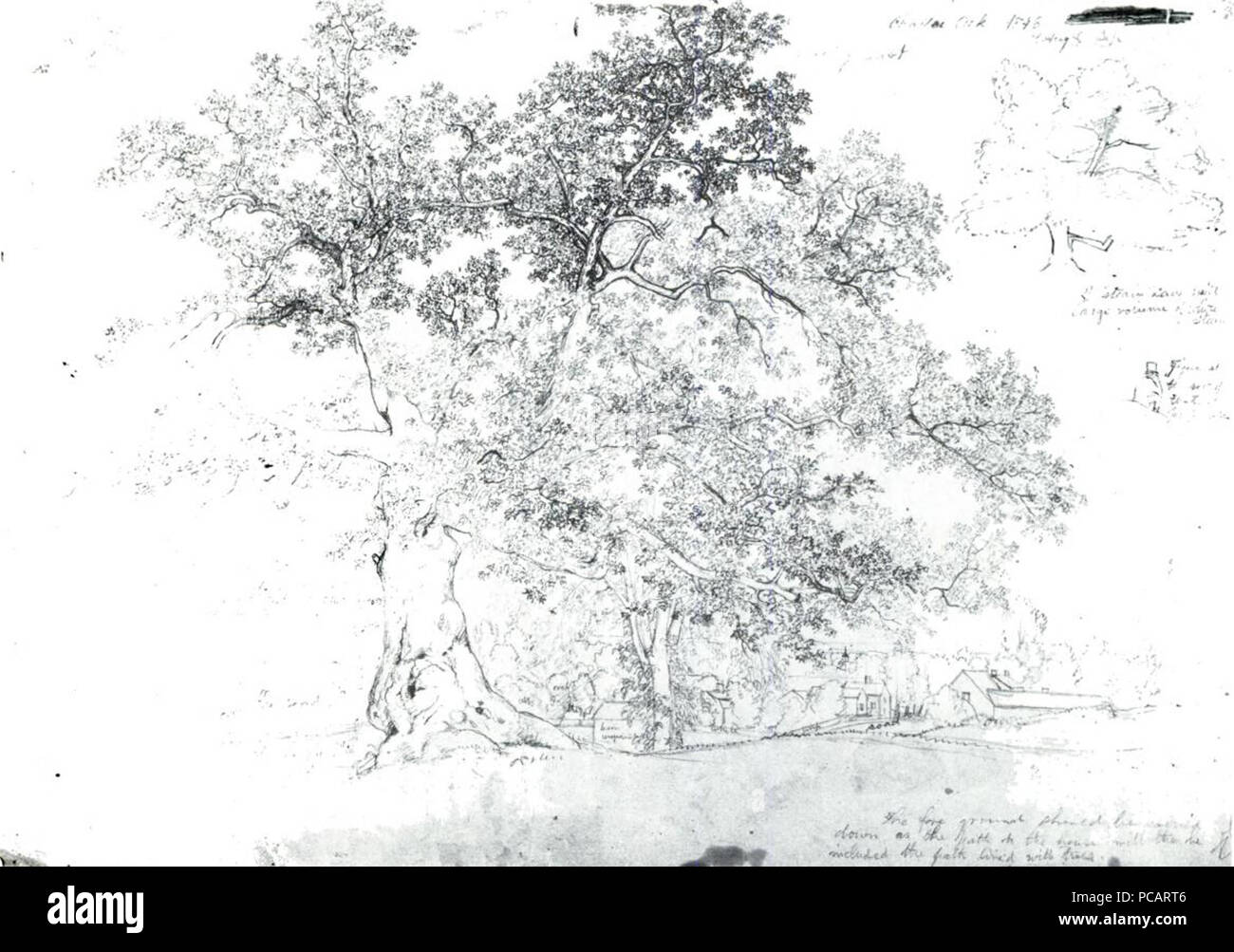 9 Charter Oak Drawing Stock Photo - Alamy