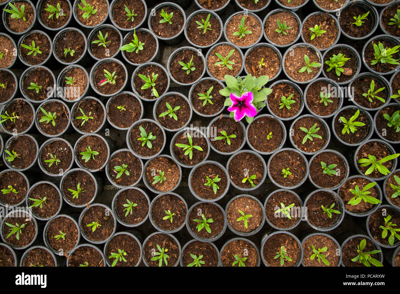 Unique growed up plant among many seedling plants. Standing out from ...